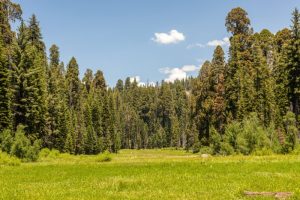 The Perfect 2 to 3 Days in Sequoia National Park Itinerary - The World ...