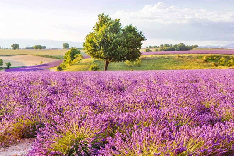 The Perfect 5 to 7 Days in Provence Itinerary - The World Was Here First
